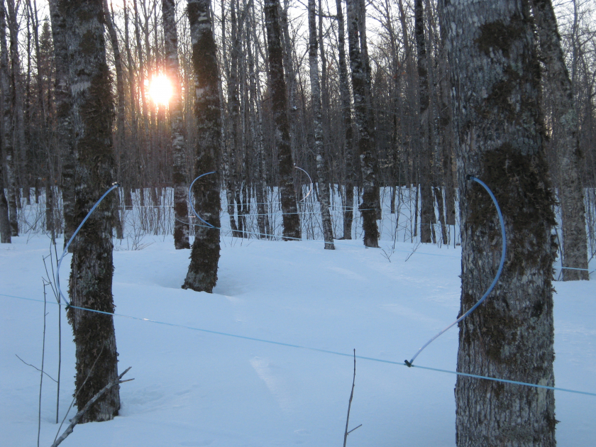 Sunny Crest Maple Farm (About)