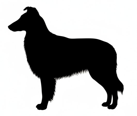 JESSICA WITTMAN (About) – Collie Health Foundation